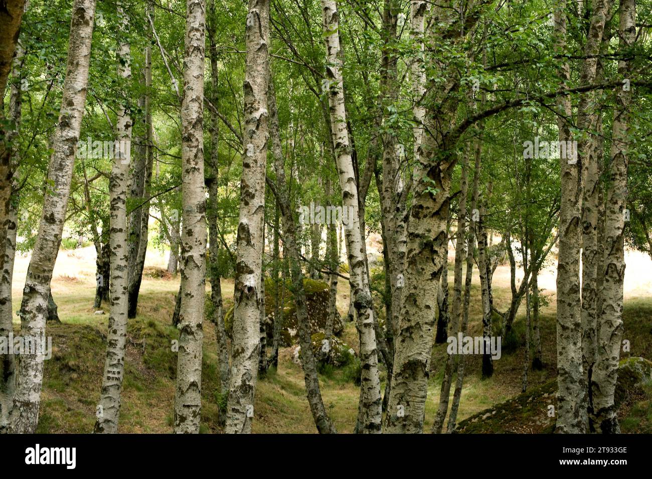 Downy birch (Betula pubescens celtiberica). This photo was taken in ...
