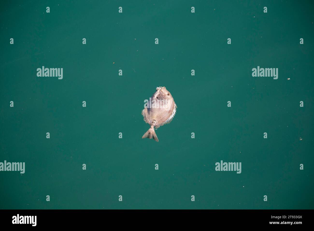 Dead fish pollution garbage hi-res stock photography and images - Alamy