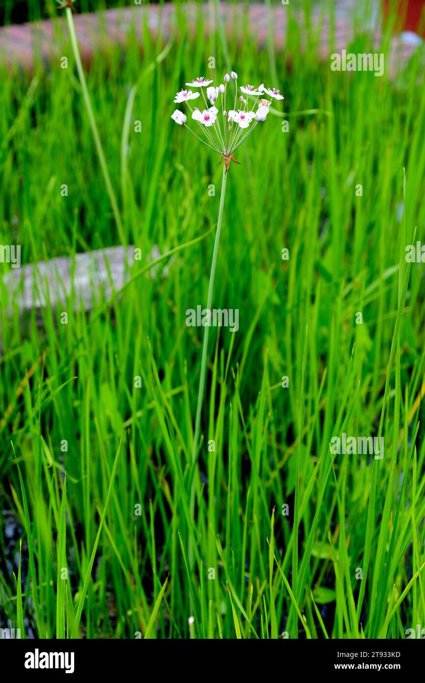 Flowering rush or grass rush (Butomus umbellatus) is a perennial ...