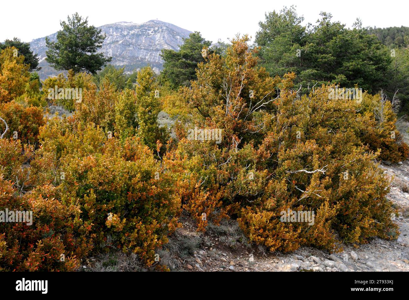 European box (Buxus sempervirens) is an evergreen shrub Stock Photo - Alamy