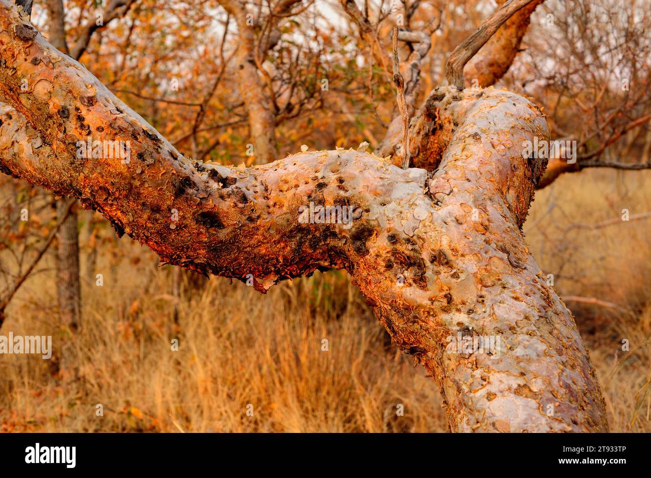 Namibian myrrh (Commiphora wildii) is a little deciduous tree that ...
