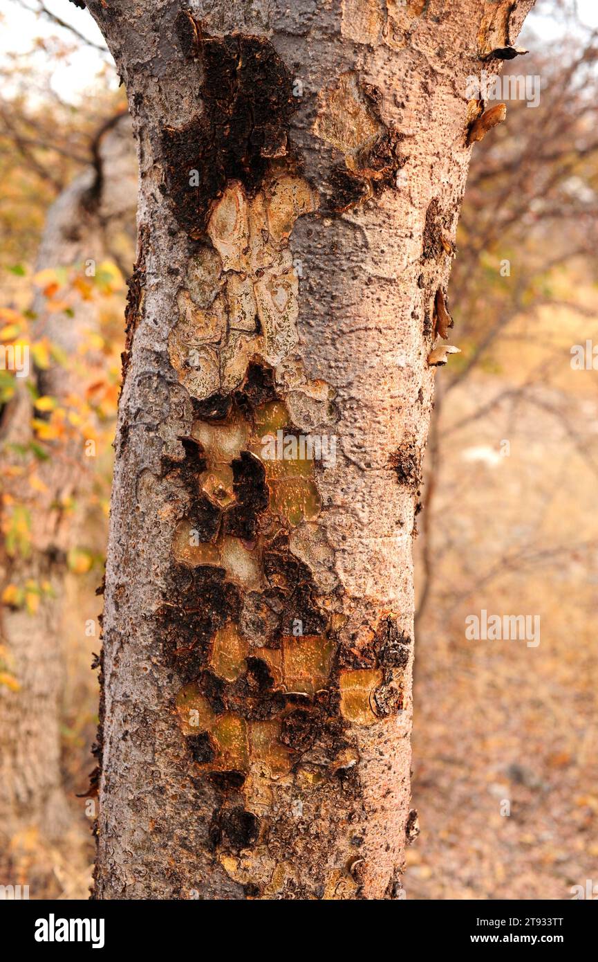 Namibian myrrh (Commiphora wildii) is a little deciduous tree that ...