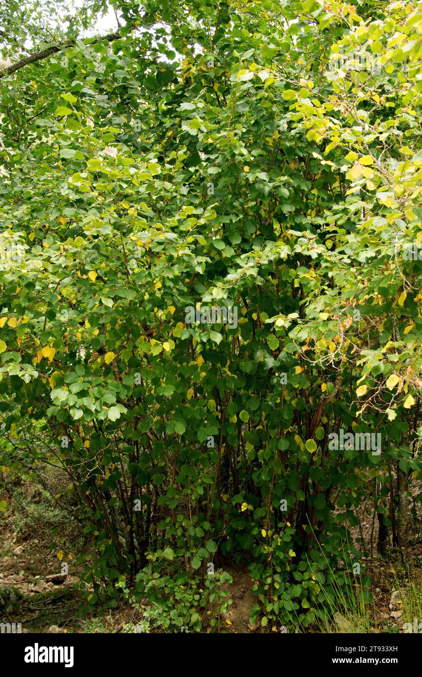 Wild common hazel (Corylus avellana) is a shrub native to Europe and ...