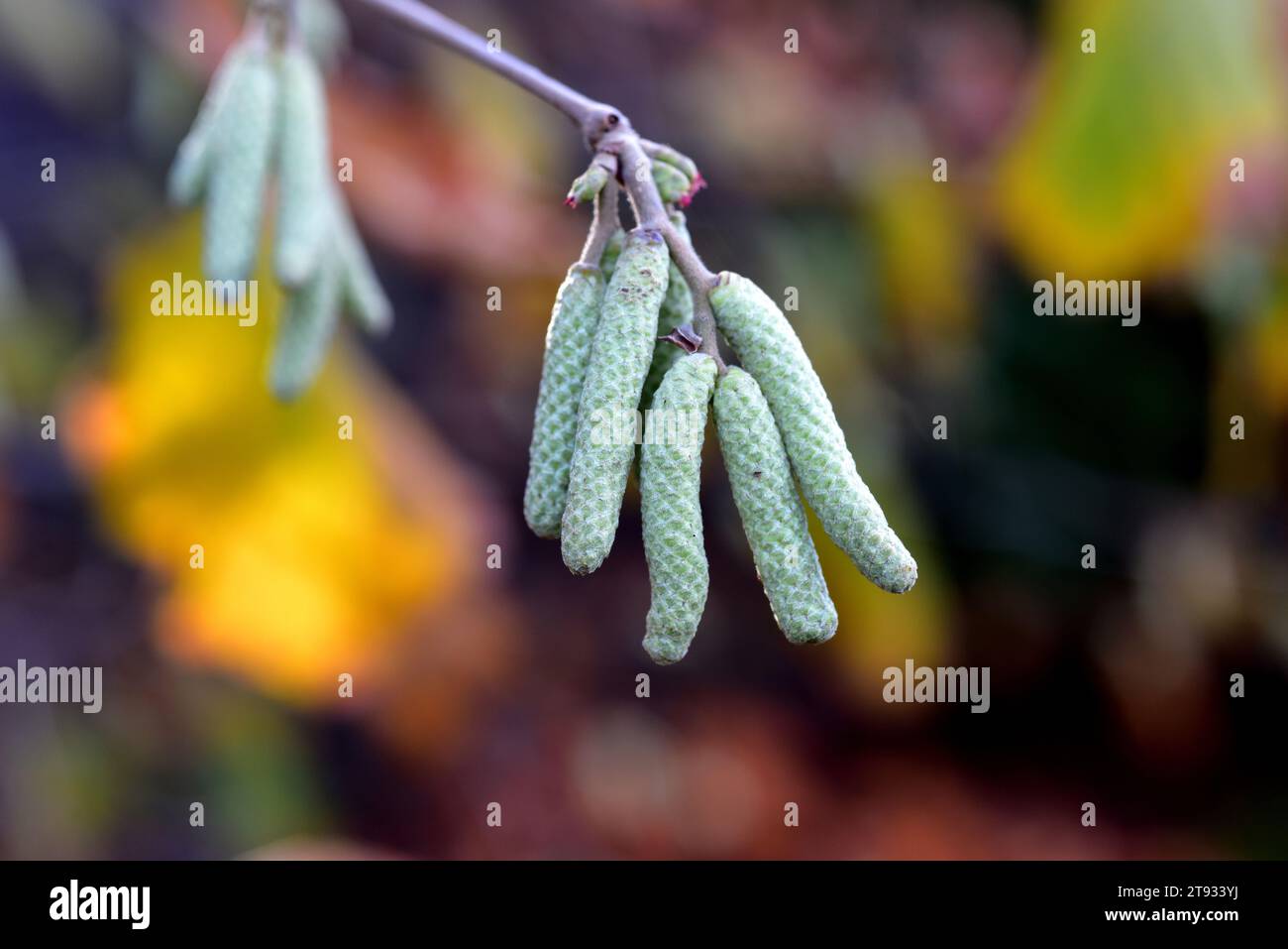 Common hazel (Corylus avellana) female and male flowers. Hazel is a ...