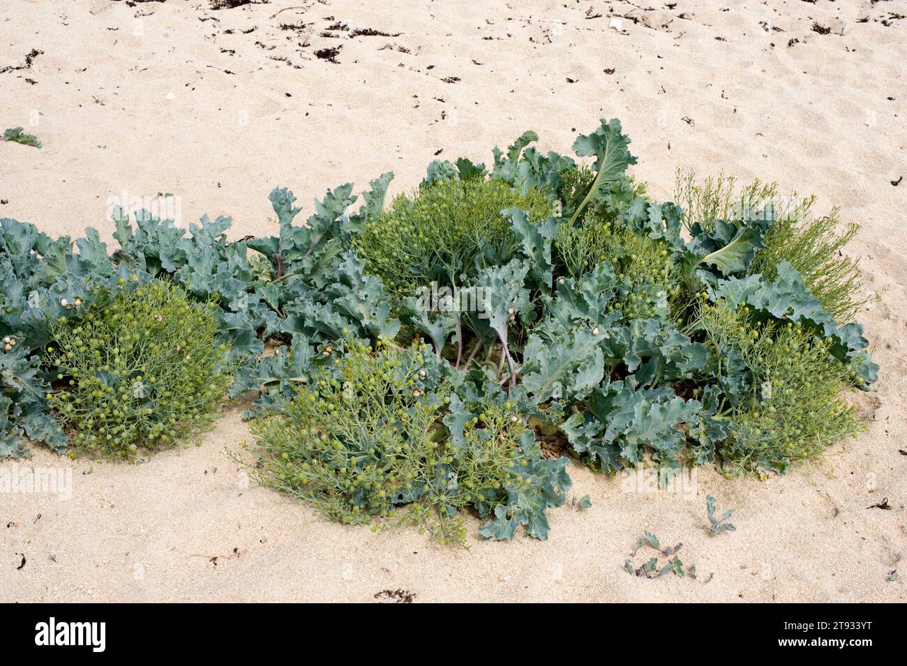 Sea kale (Crambe maritima) is halophytic perennial plant native of ...