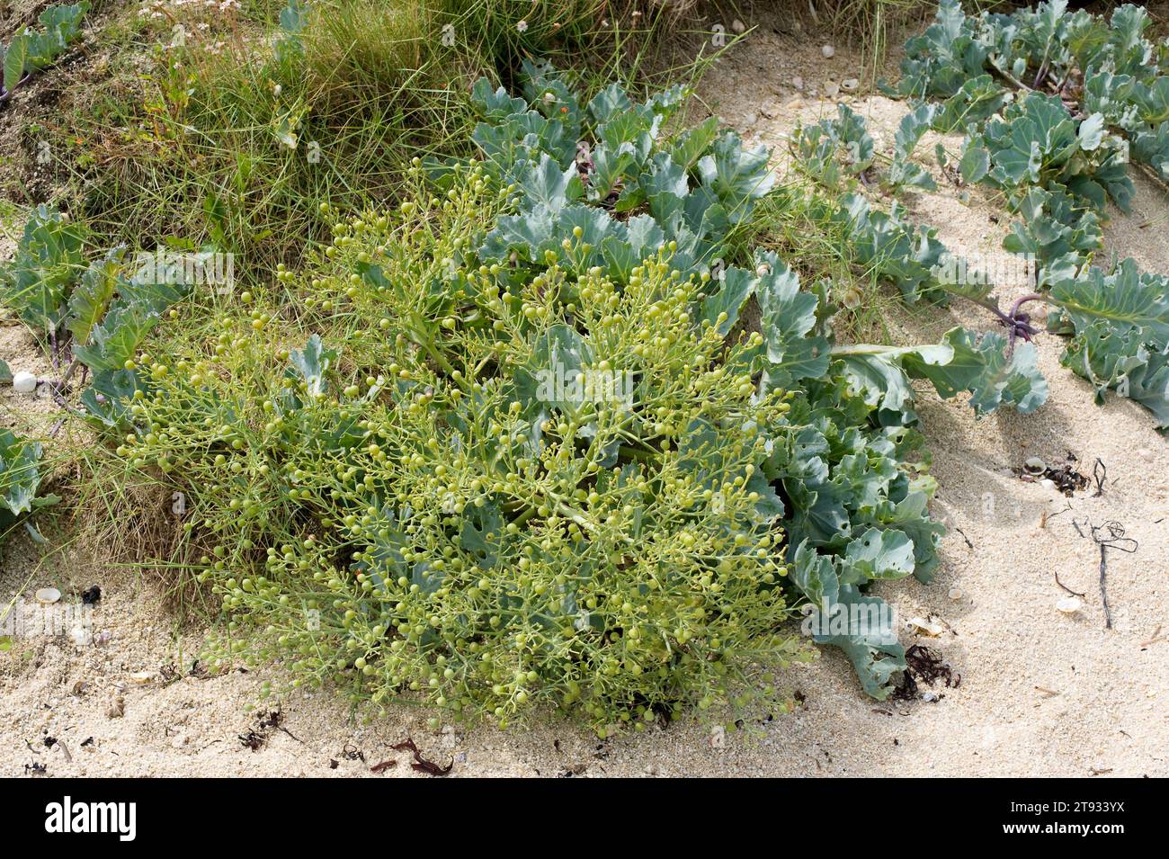 Sea kale (Crambe maritima) is halophytic perennial plant native of ...