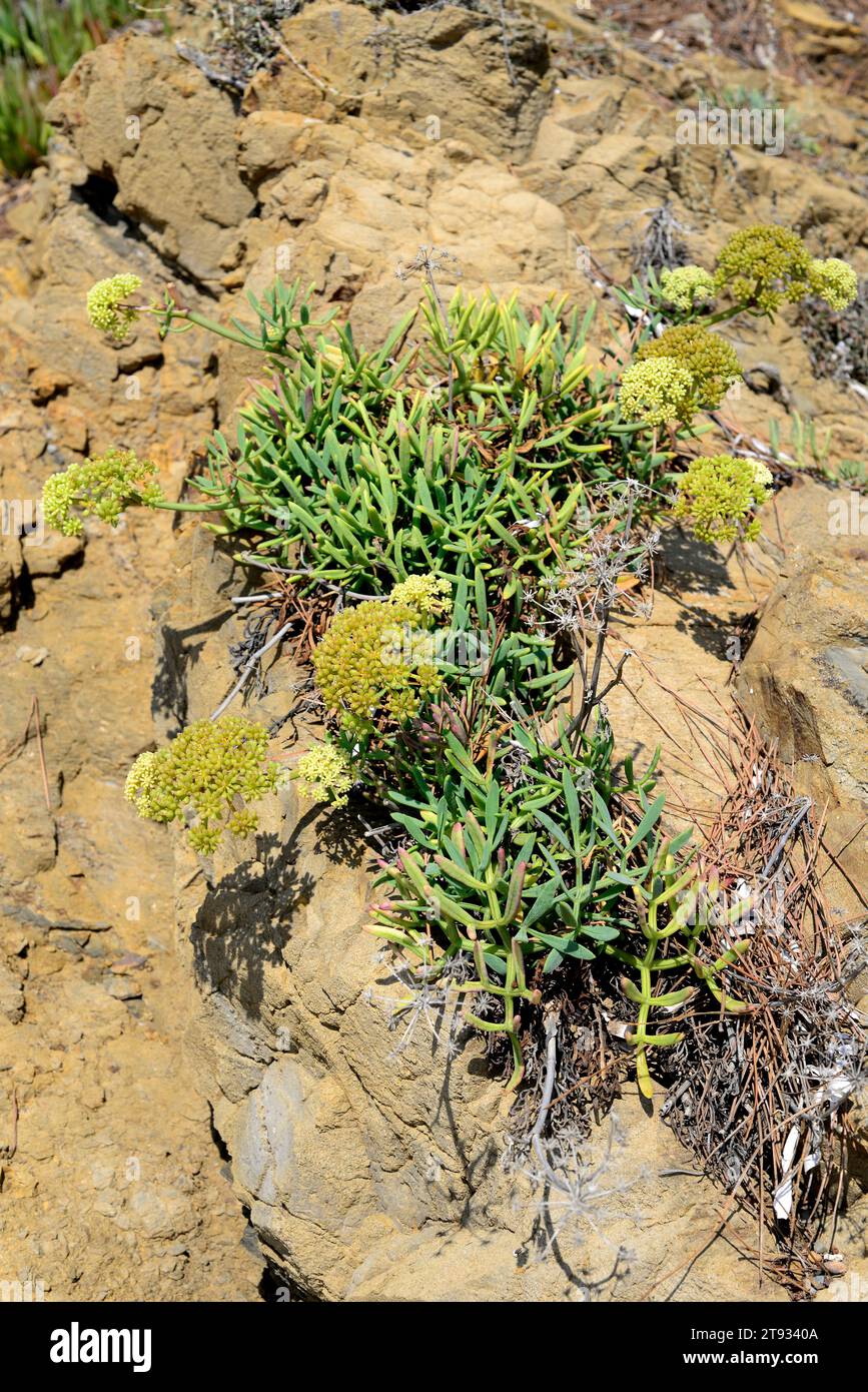Sea fennel or samphire (Crithmum maritimum) is an edible plant native ...