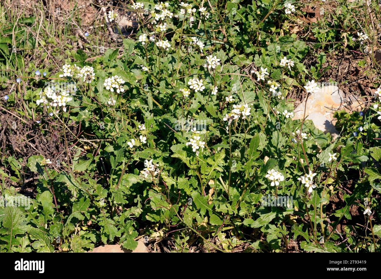 White rocket (Diplotaxis erucoides) is an annual herb native to western ...