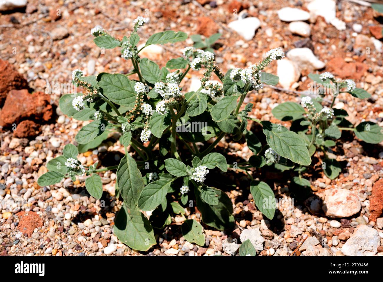 European heliotrope (Heliotropium europaeum) is a poisonous annual herb ...