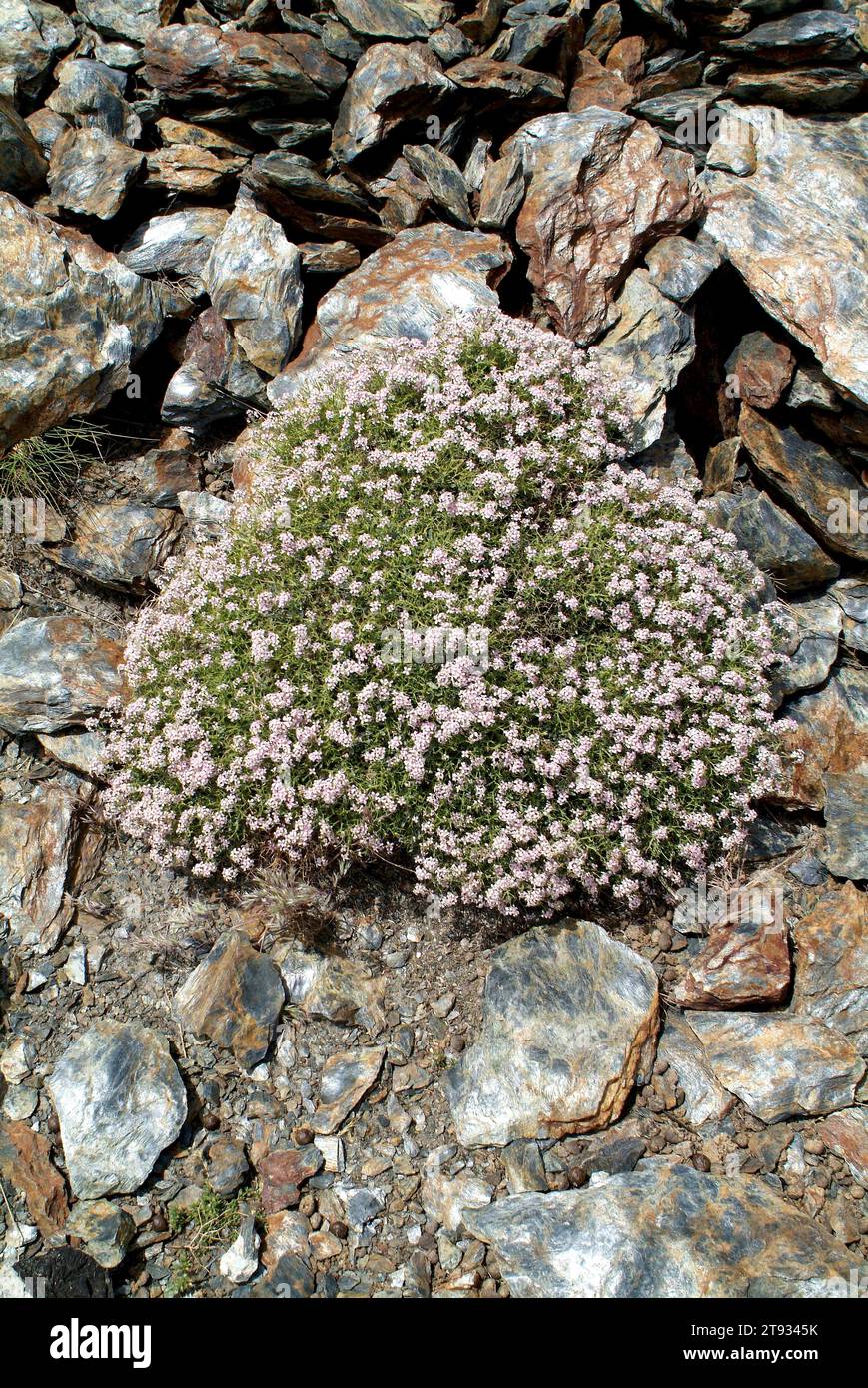 Spiny madwort (Hormathophylla spinosa or Alyssum spinosum) is a little ...