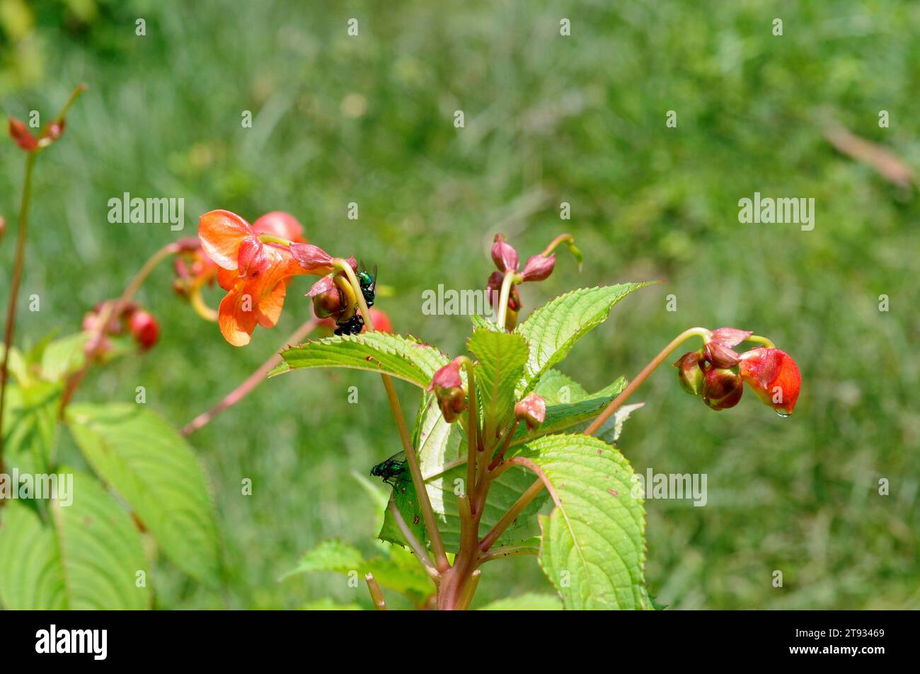 Touch-me-not or jewelweed (Impatiens fischeri). This photo was taken in ...