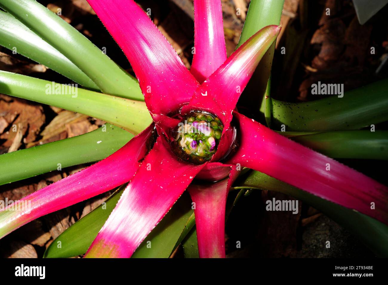 Nidularium sp. is a genus of ornamental plants natives to South America ...