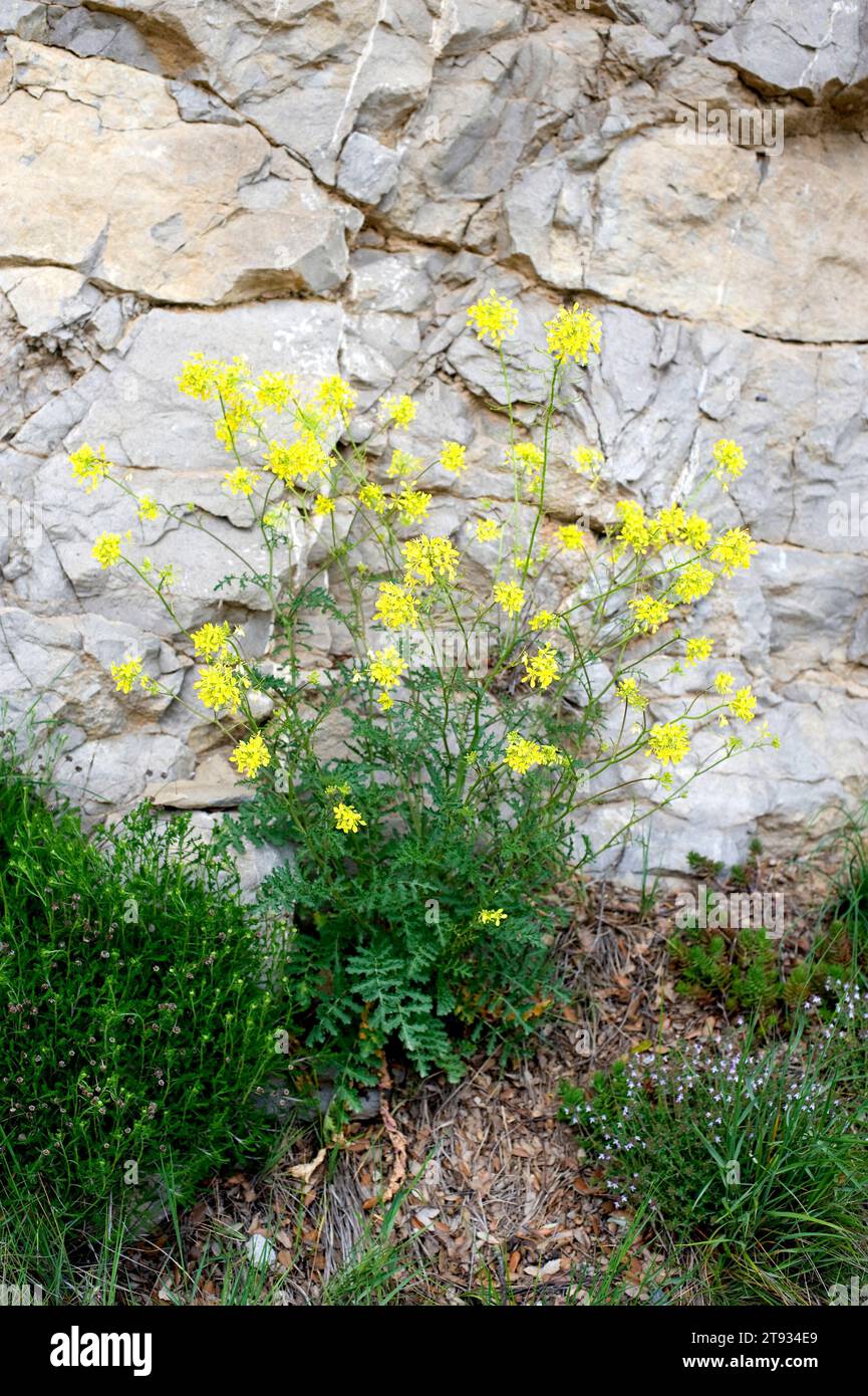 London rocket (Sisymbrium irio) is an annual and medicinal herb. This ...