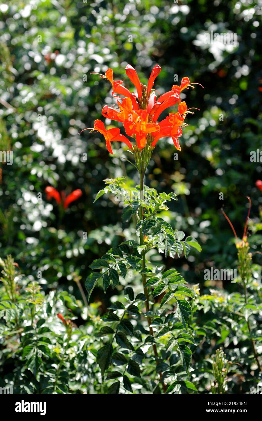 Cape honeysuckle (Tecoma capensis) is a scrambling shrub native to ...