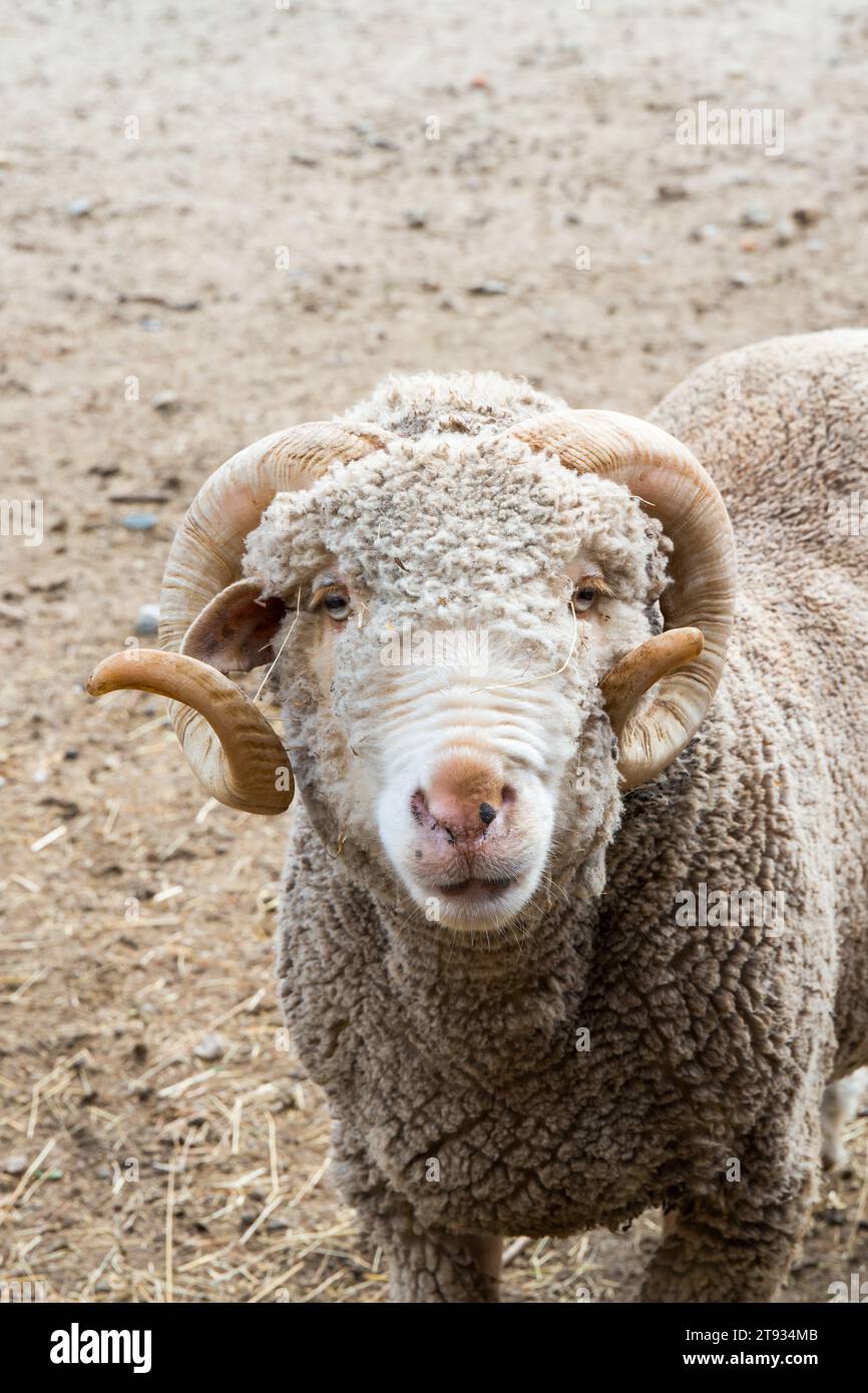 Merino sheep looking to the camera Stock Photo - Alamy