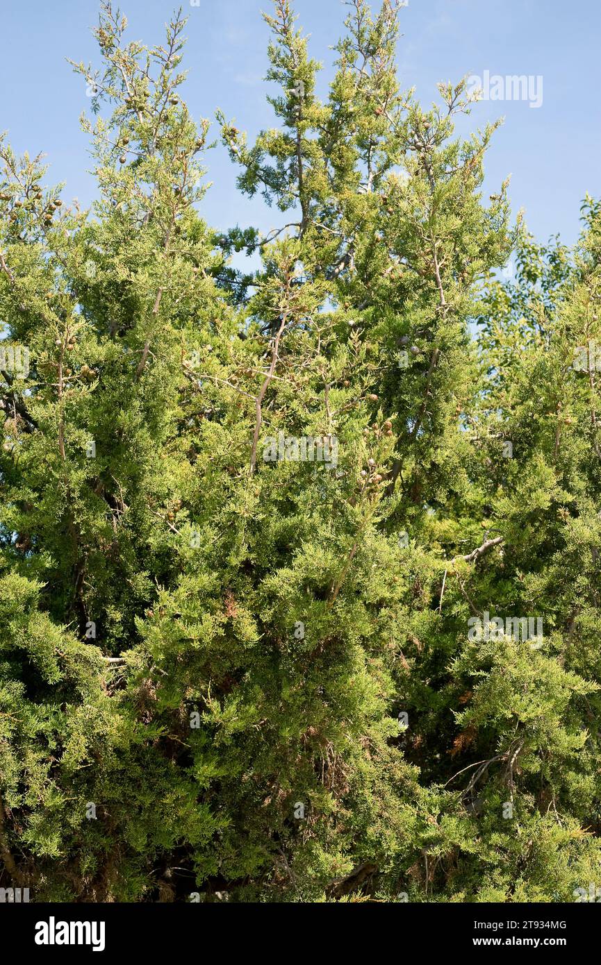 Tecate cypress (Cupressus forbesii or Hesperocyparis forbesii) is a ...