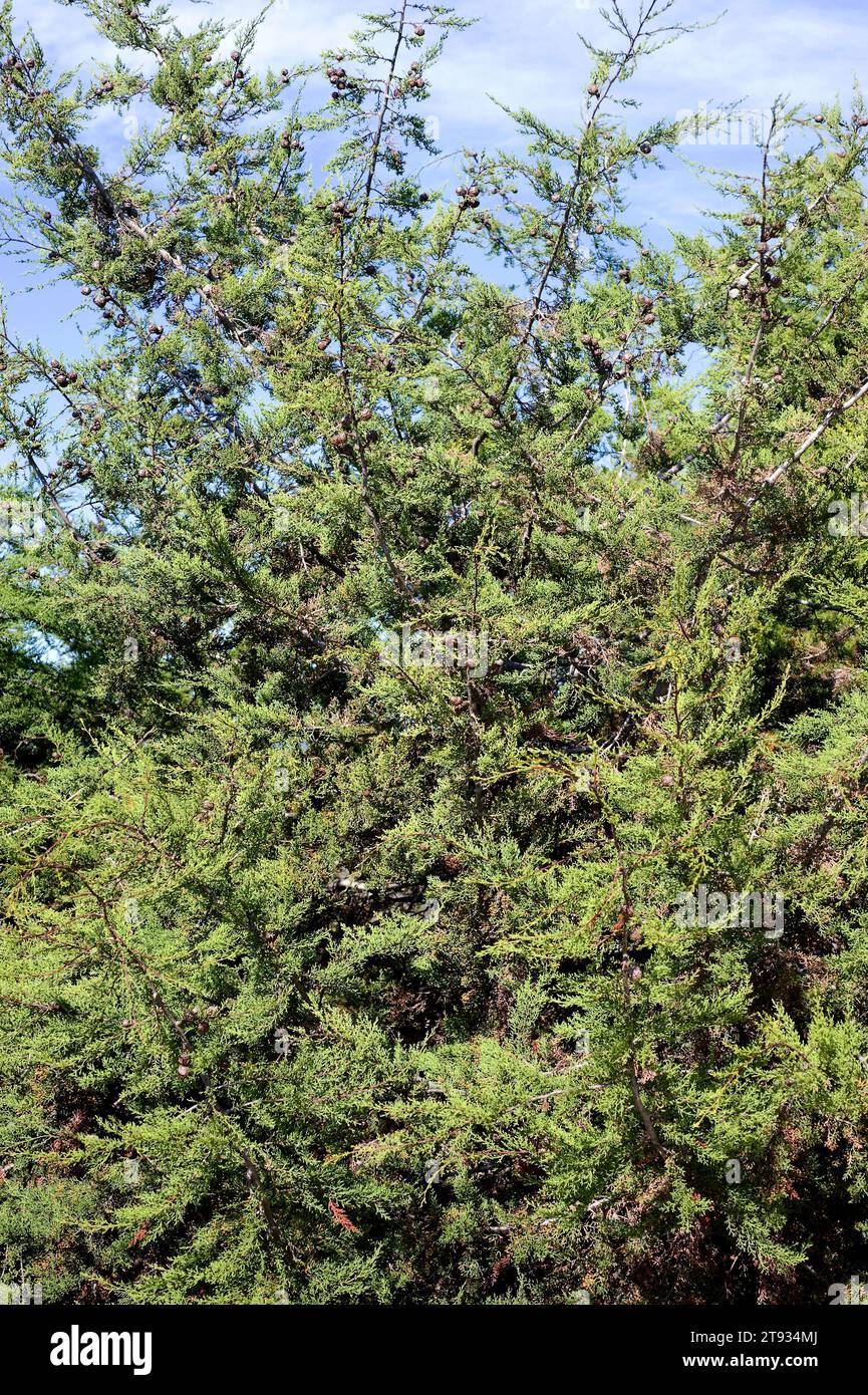 Tecate cypress (Cupressus forbesii or Hesperocyparis forbesii) is a ...