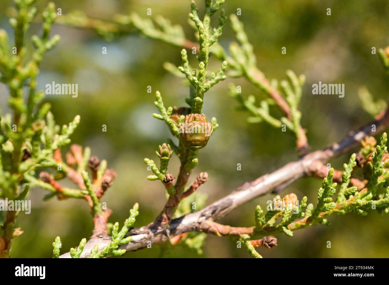 Tecate cypress (Cupressus forbesii or Hesperocyparis forbesii) is a ...