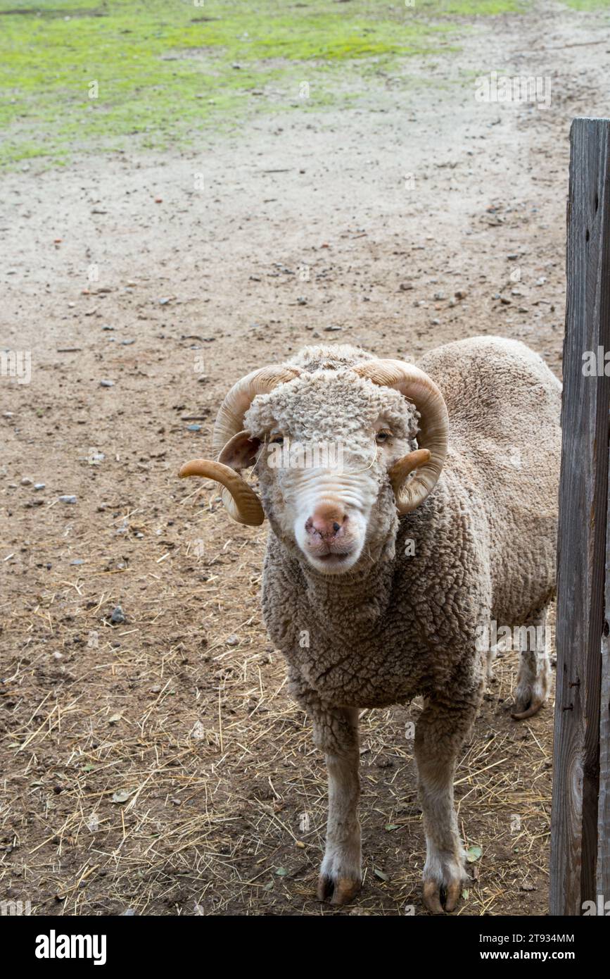 Merino sheep in a meadow Stock Photo - Alamy