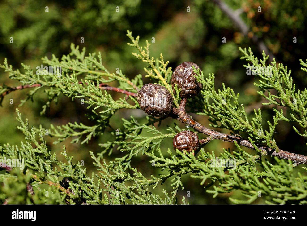 Tecate cypress (Cupressus forbesii or Hesperocyparis forbesii) is a ...