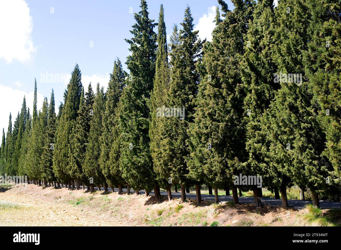 Mediterranean or Italian cypress (Cupressus sempervirens) is a ...