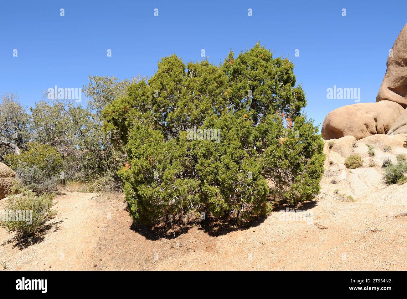California juniper (Juniperus californica) is a juniper native to ...