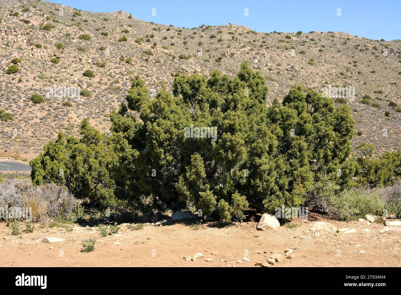California juniper (Juniperus californica) is a juniper native to ...