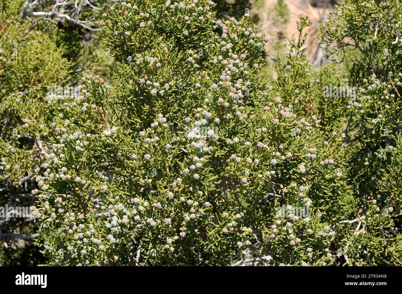 California juniper (Juniperus californica) is a juniper native to ...