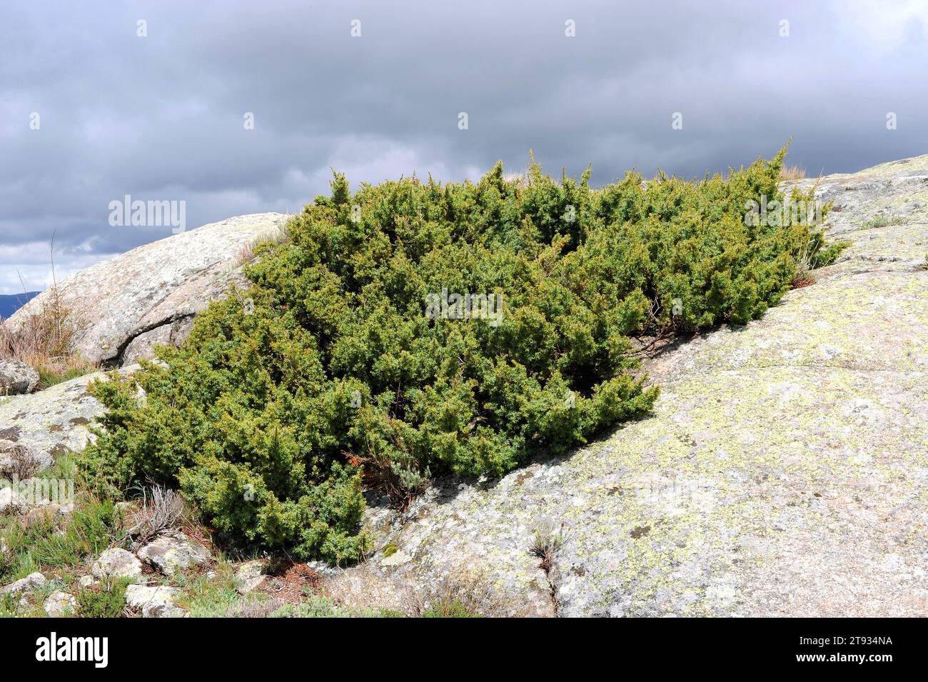 Alpine juniper (Juniperus communis alpina or Juniperus communis nana ...