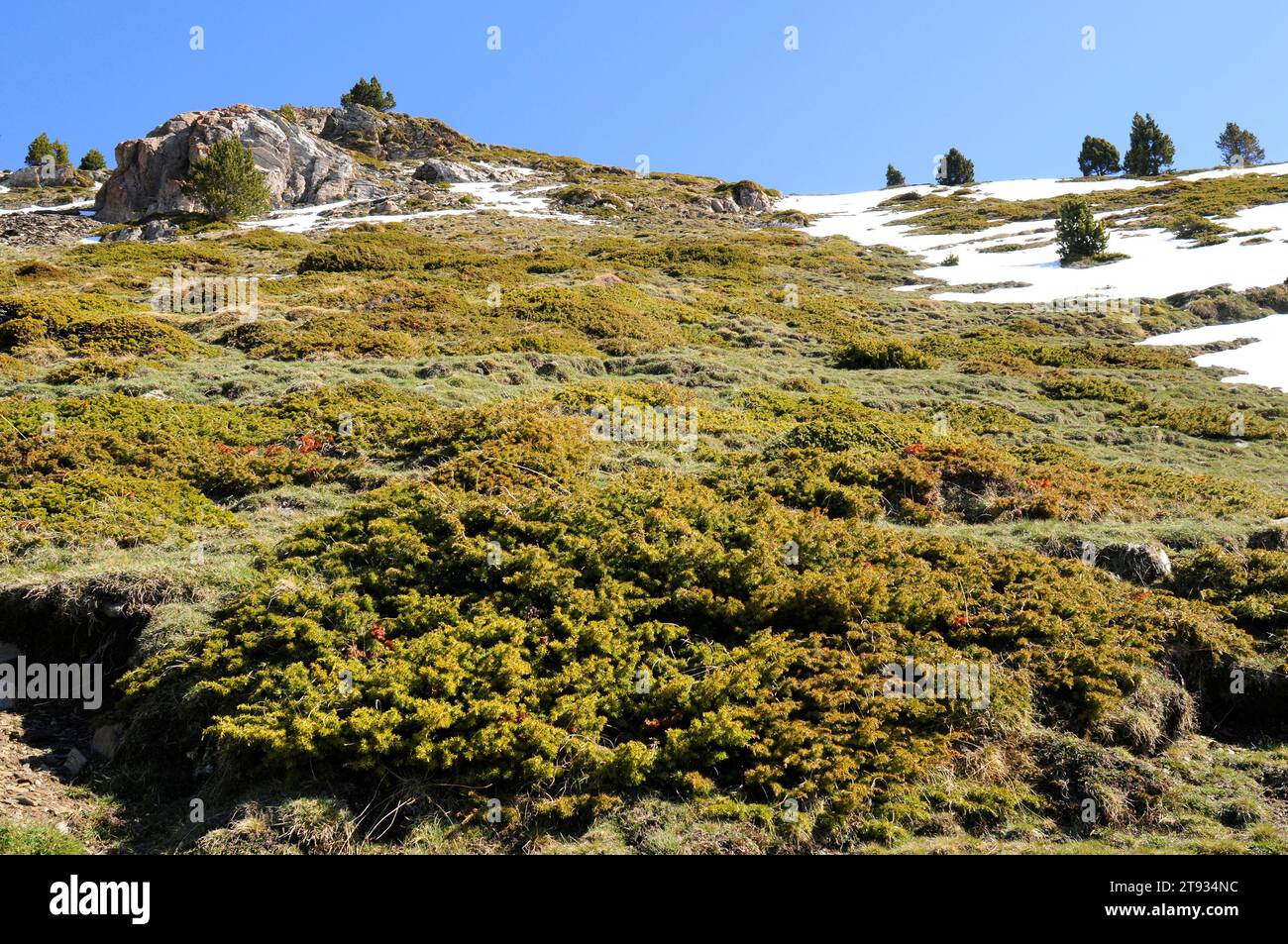 Alpine juniper (Juniperus communis alpina or Juniperus communis nana ...