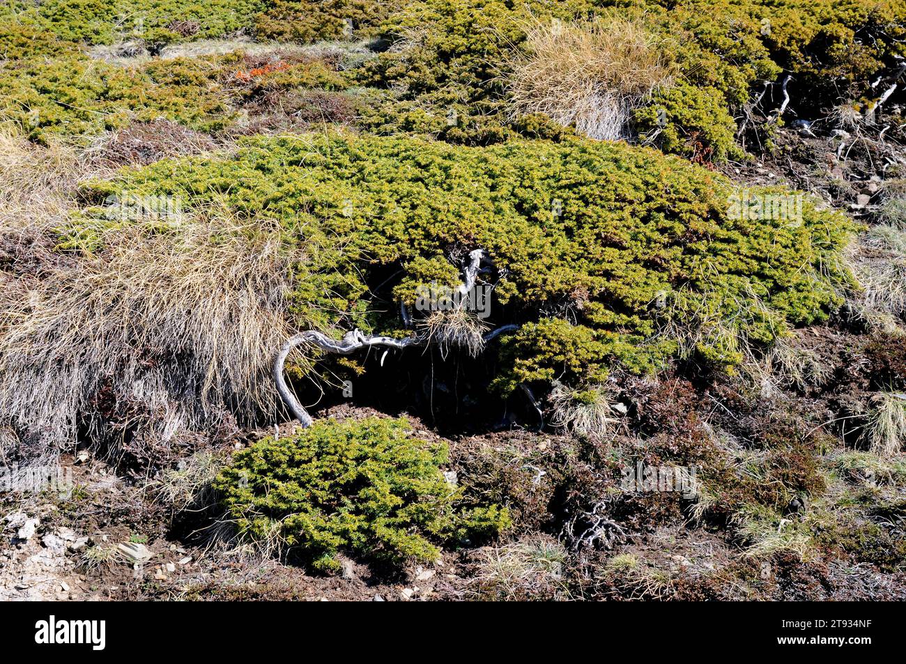 Alpine juniper (Juniperus communis alpina or Juniperus communis nana ...