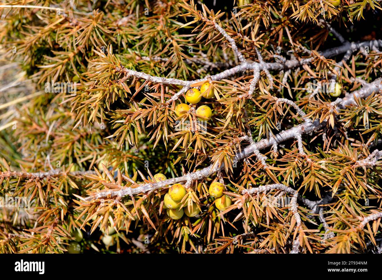 Alpine juniper (Juniperus communis alpina or Juniperus communis nana ...
