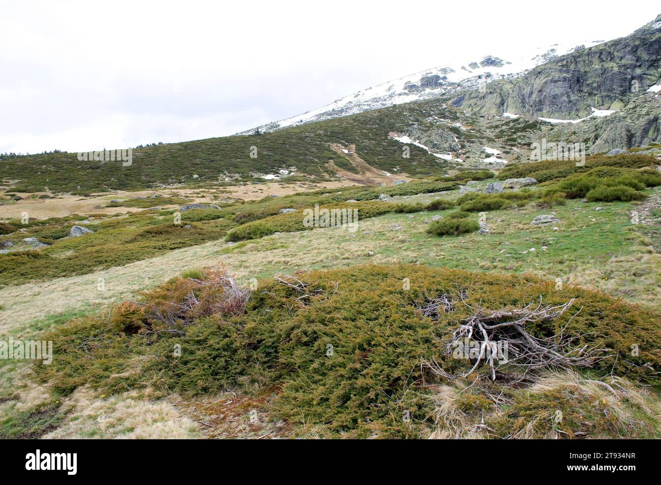 Alpine juniper (Juniperus communis alpina or Juniperus communis nana ...