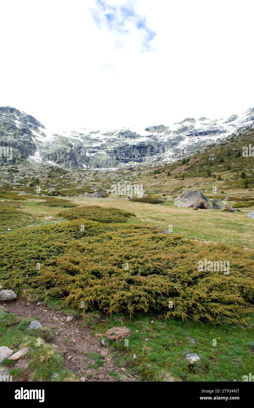Alpine juniper (Juniperus communis alpina or Juniperus communis nana ...