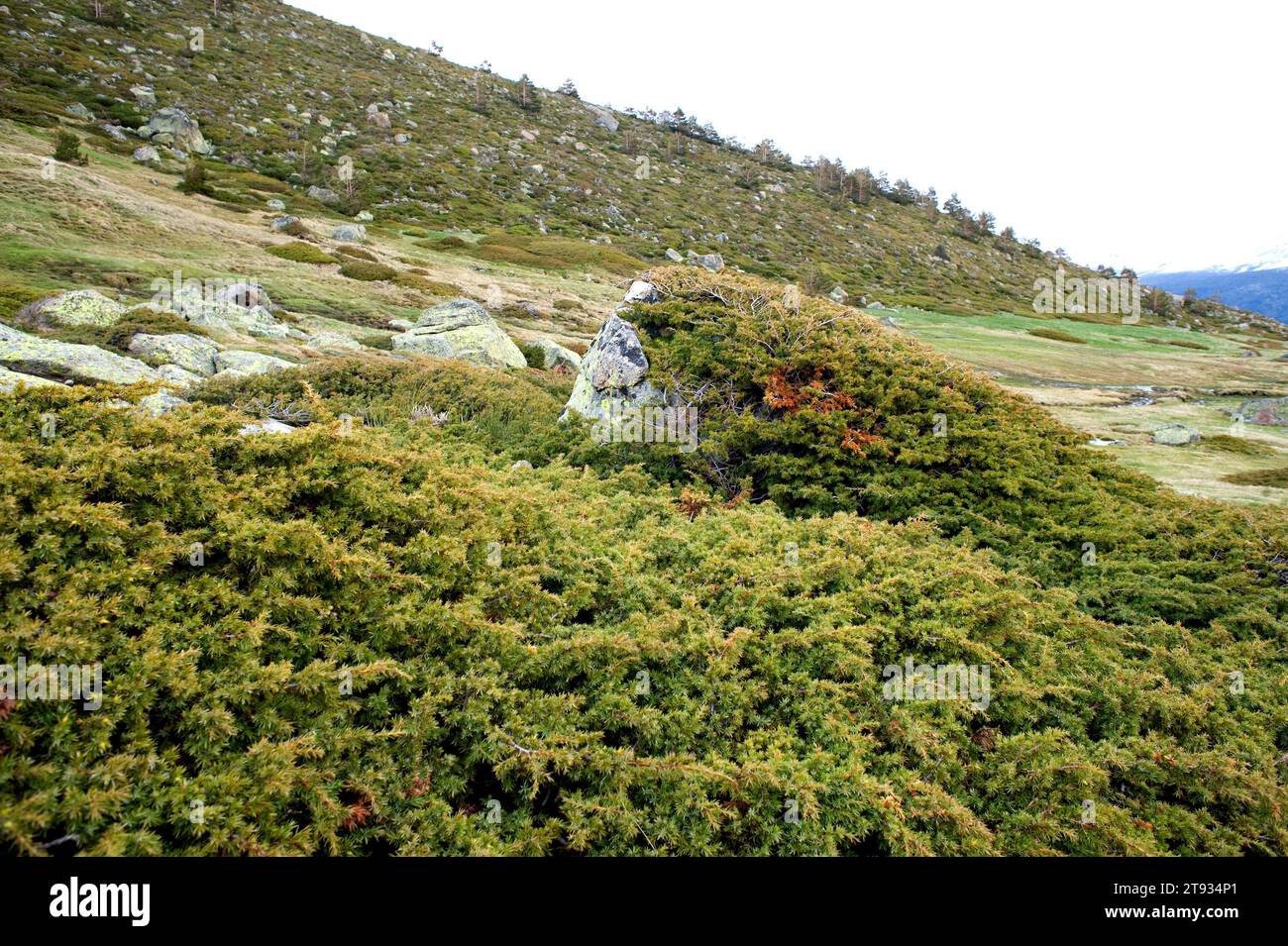 Alpine juniper (Juniperus communis alpina or Juniperus communis nana ...