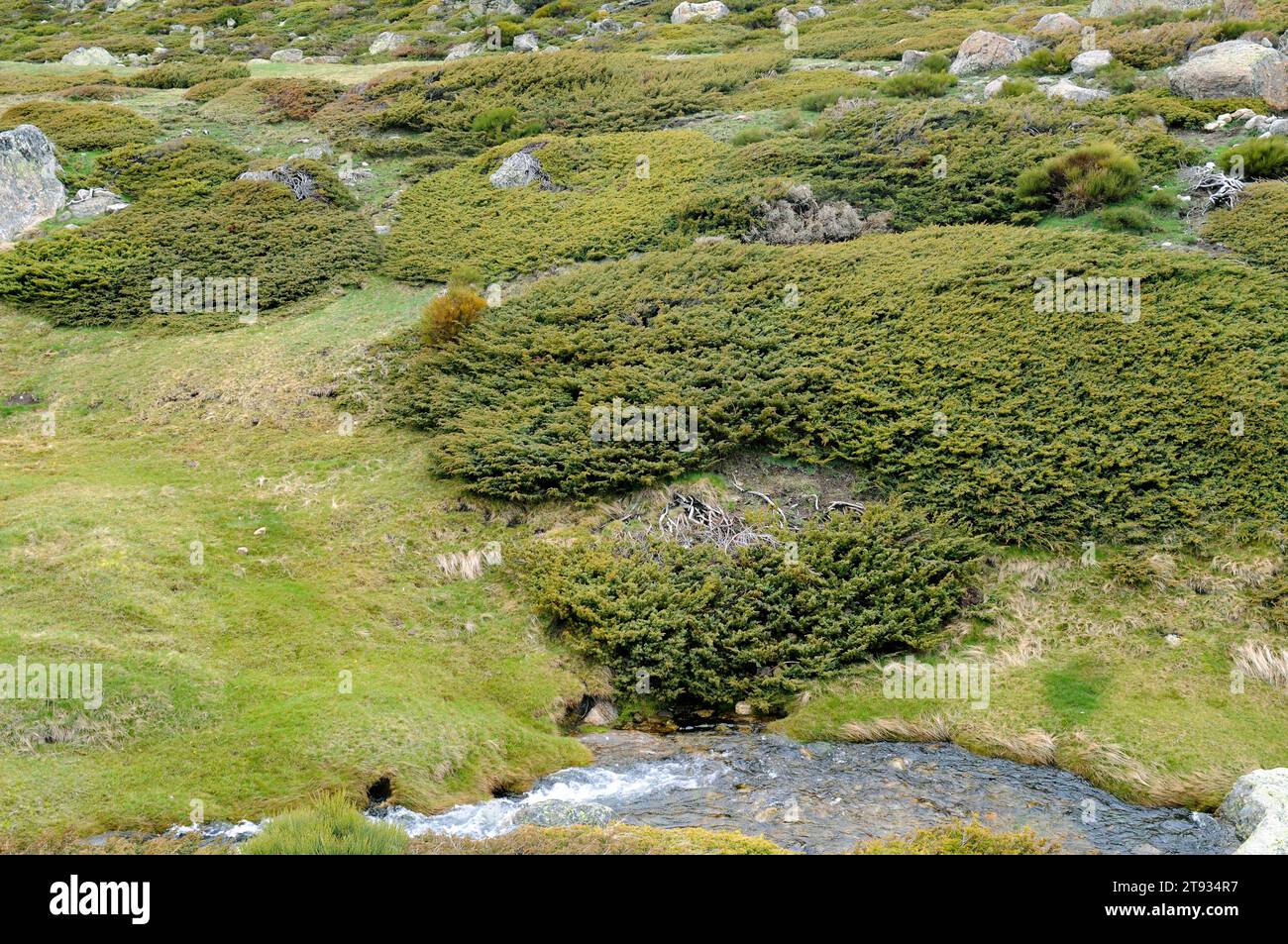 Alpine juniper (Juniperus communis alpina or Juniperus communis nana ...