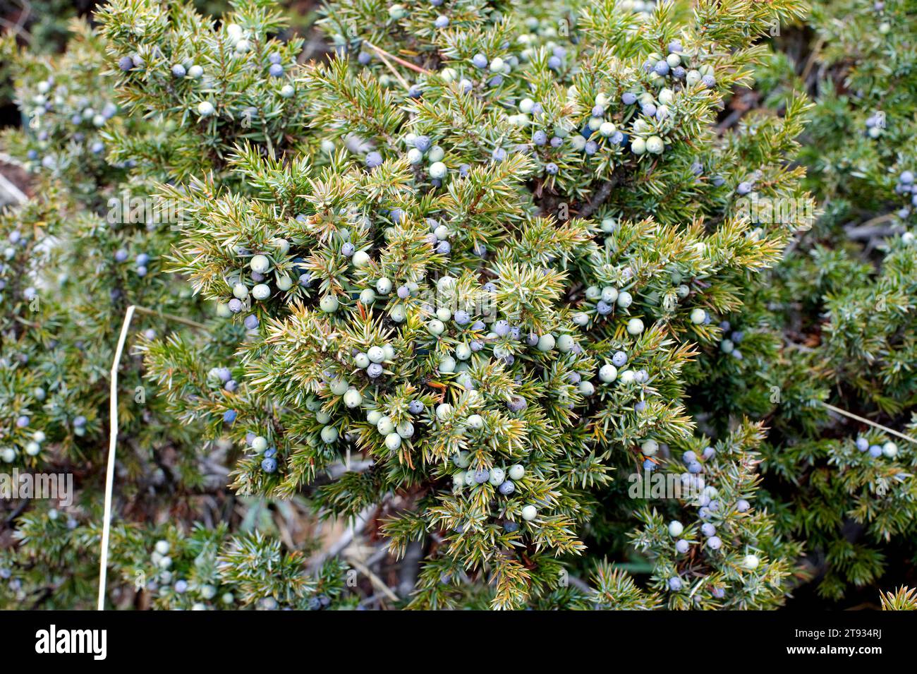 Alpine juniper (Juniperus communis alpina or Juniperus communis nana ...
