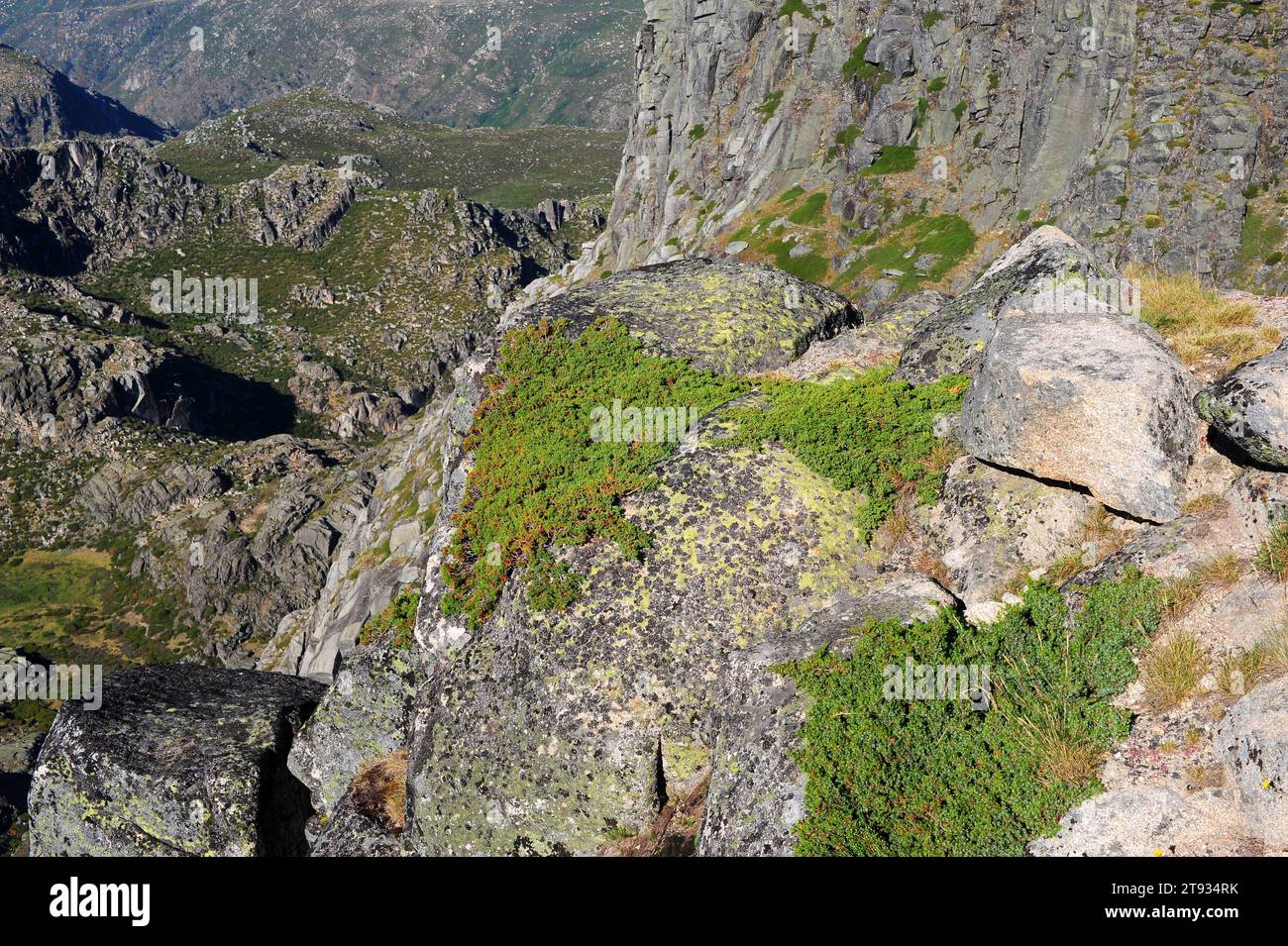 Alpine juniper (Juniperus communis alpina or Juniperus communis nana ...