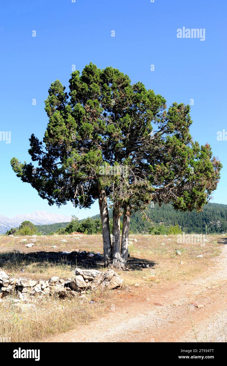 Greek juniper (Juniperus excelsa) is a small tree or shrub native to ...