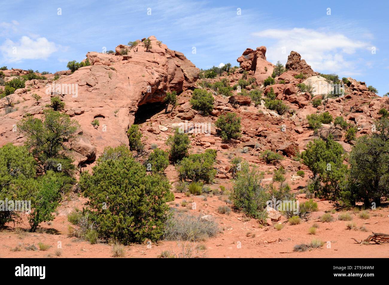 Utah juniper (Juniperus osteosperma) is a shrub or small tree native to ...
