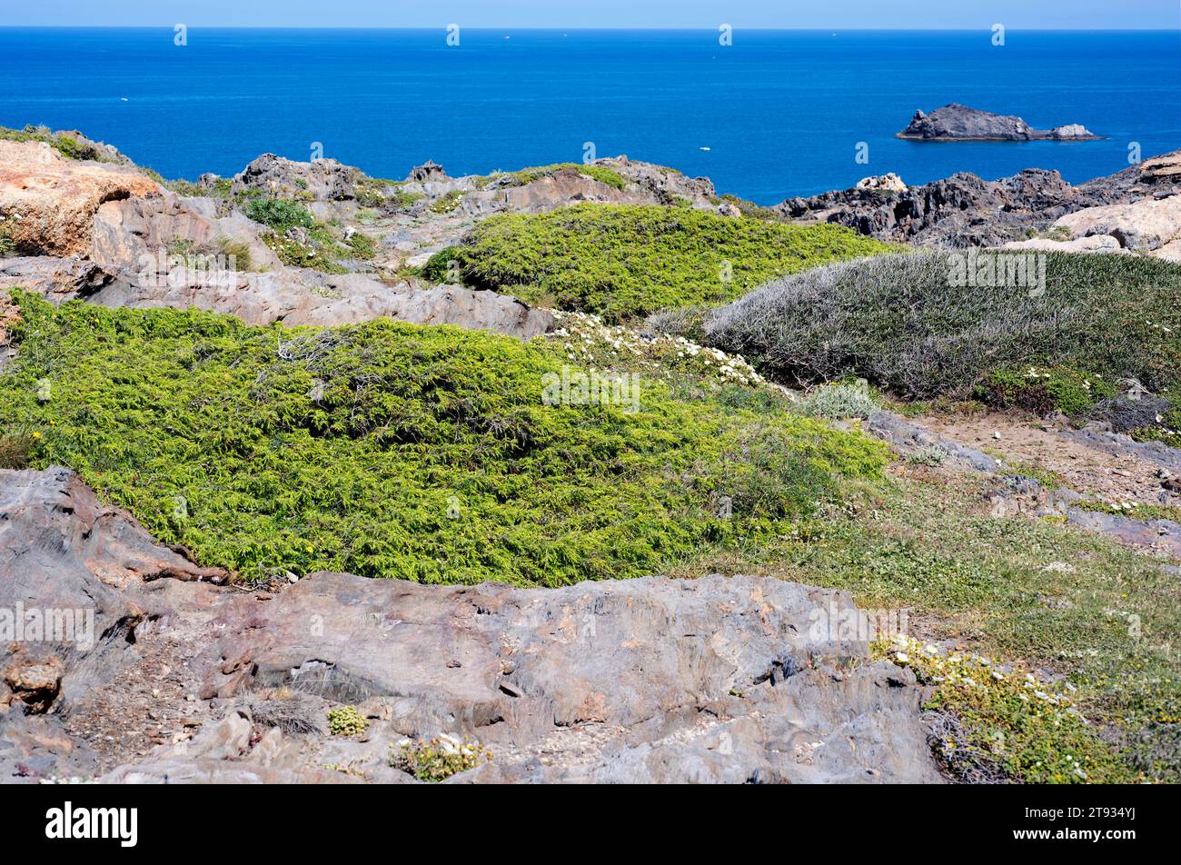 Cade juniper or prickly juniper (Juniperus oxycedrus) is a shrub or ...