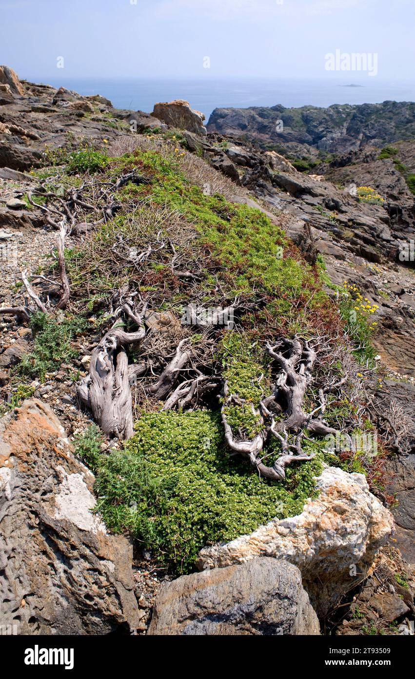 Cade juniper or prickly juniper (Juniperus oxycedrus) is a shrub or ...