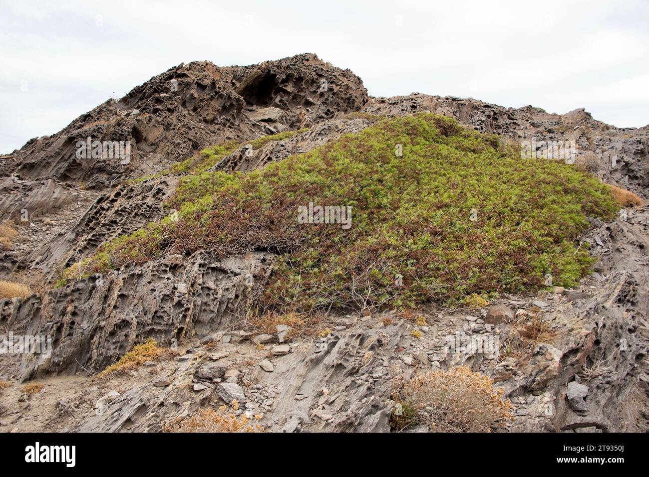 Cade juniper or prickly juniper (Juniperus oxycedrus) is a shrub or ...
