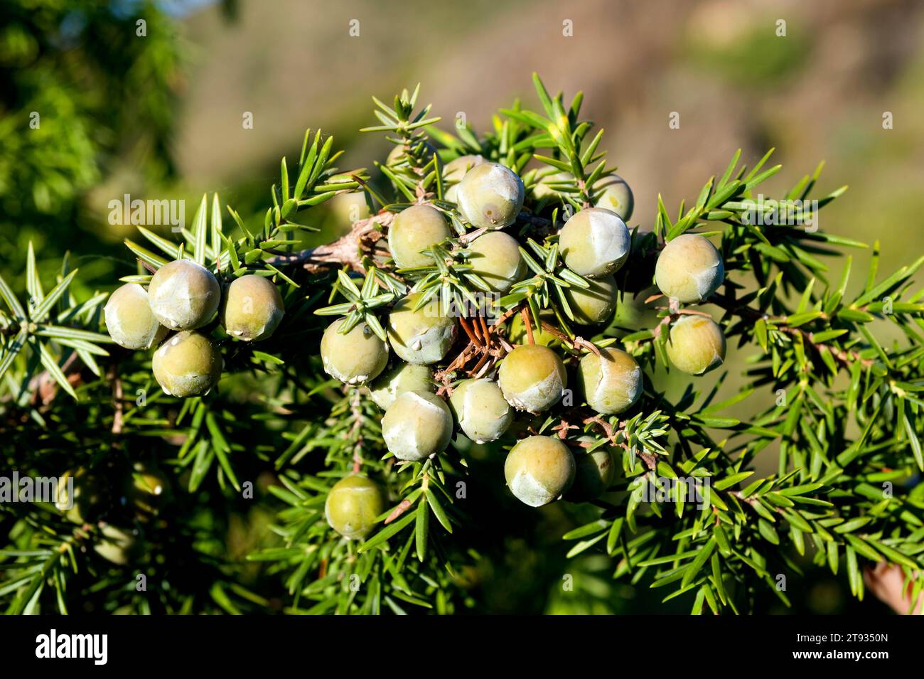 Cade juniper or prickly juniper (Juniperus oxycedrus) is a shrub or ...