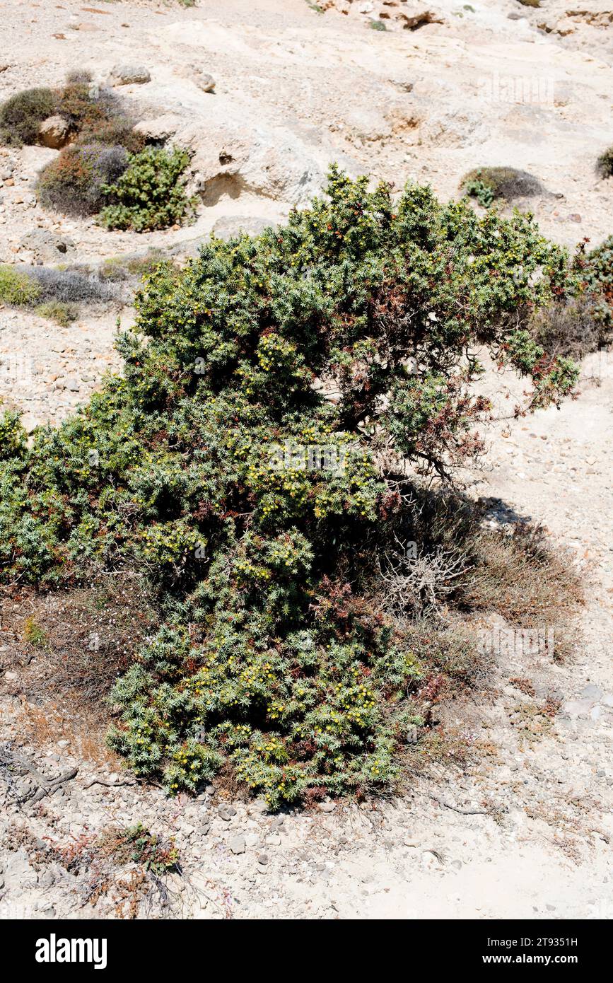 Cade juniper or prickly juniper (Juniperus oxycedrus) is a shrub or ...