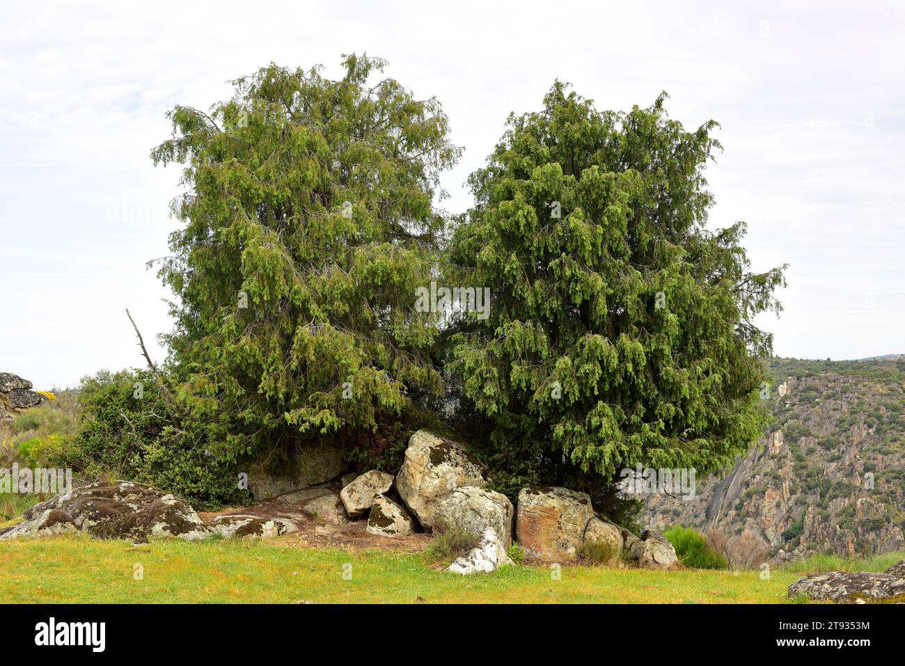 Cade juniper or prickly juniper (Juniperus oxycedrus) is a shrub or ...