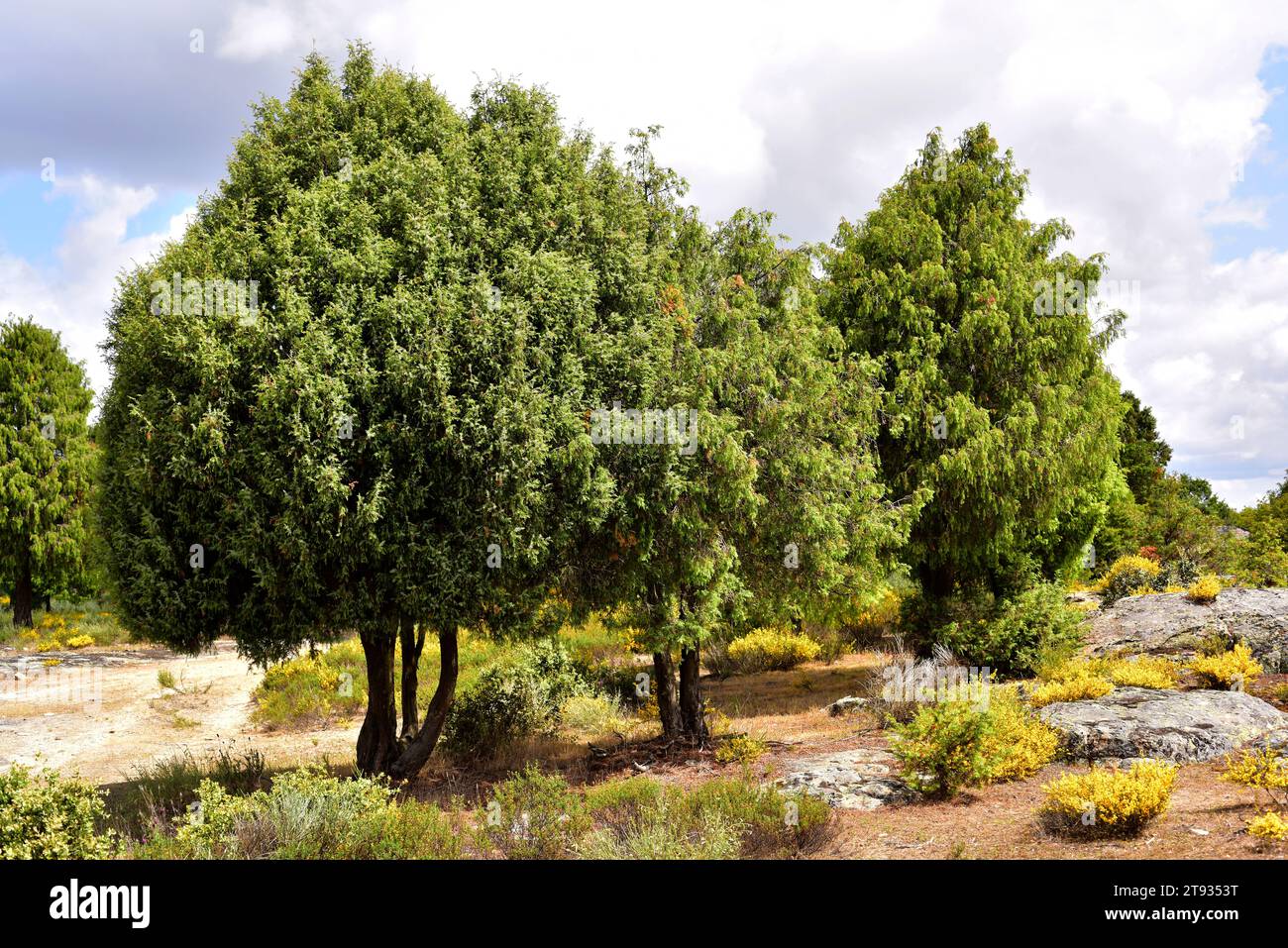 Cade juniper or prickly juniper (Juniperus oxycedrus) is a shrub or ...