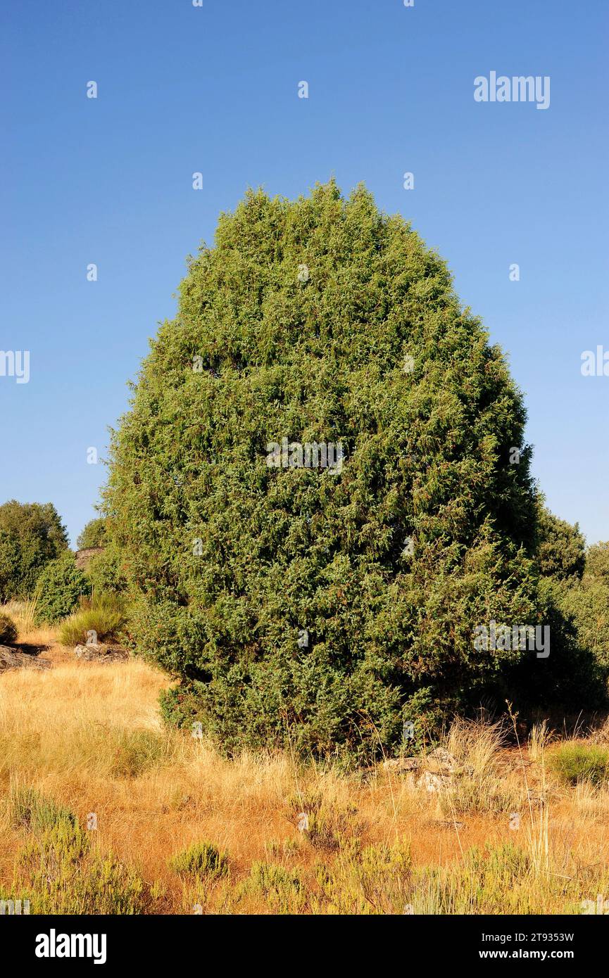 Cade juniper or prickly juniper (Juniperus oxycedrus) is a shrub or ...