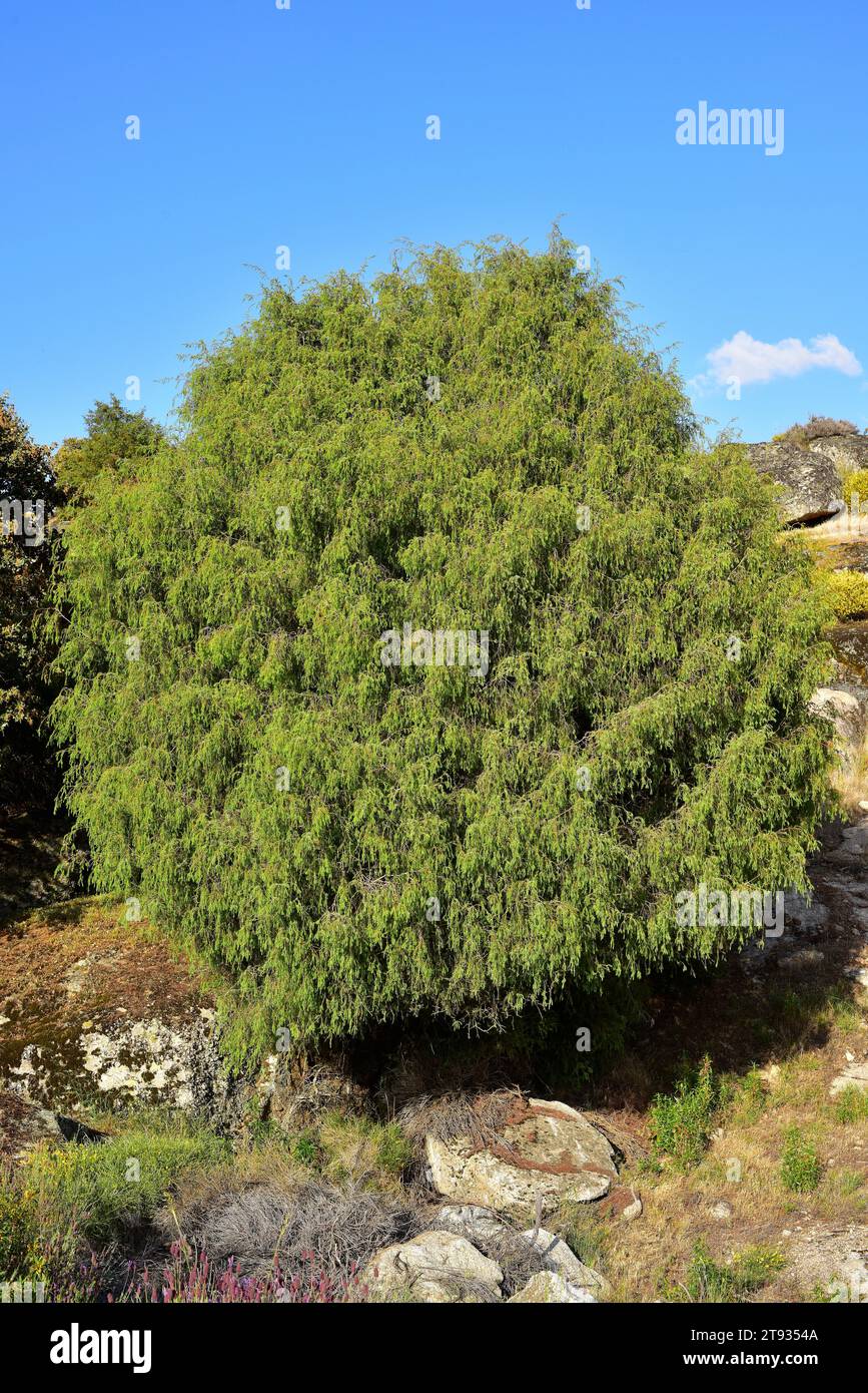 Cade juniper or prickly juniper (Juniperus oxycedrus) is a shrub or ...