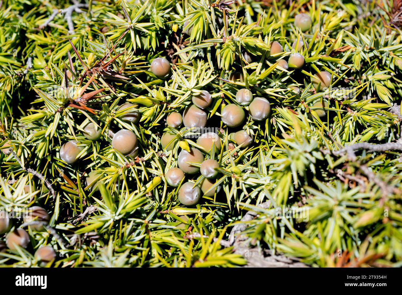 Cade juniper or prickly juniper (Juniperus oxycedrus) is a shrub or ...